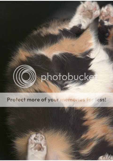 the cat scan – Feel Desain | your daily dose of creativity