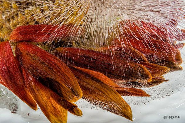 Frozen Flowers | Mo Devlin – Feel Desain | your daily dose of creativity