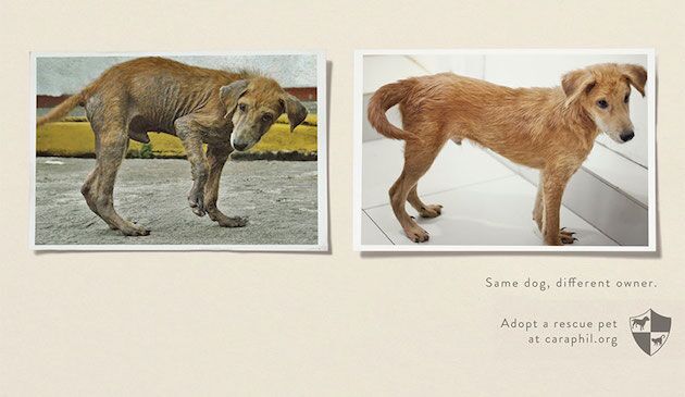 33 Powerful Animal Ad Campaigns – Feel Desain | your daily dose of ...