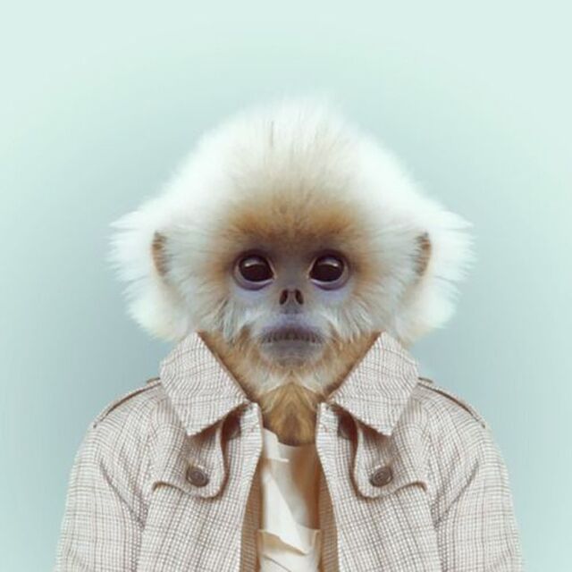 Zoo Portraits | Yago Partal – Feel Desain | your daily dose of creativity